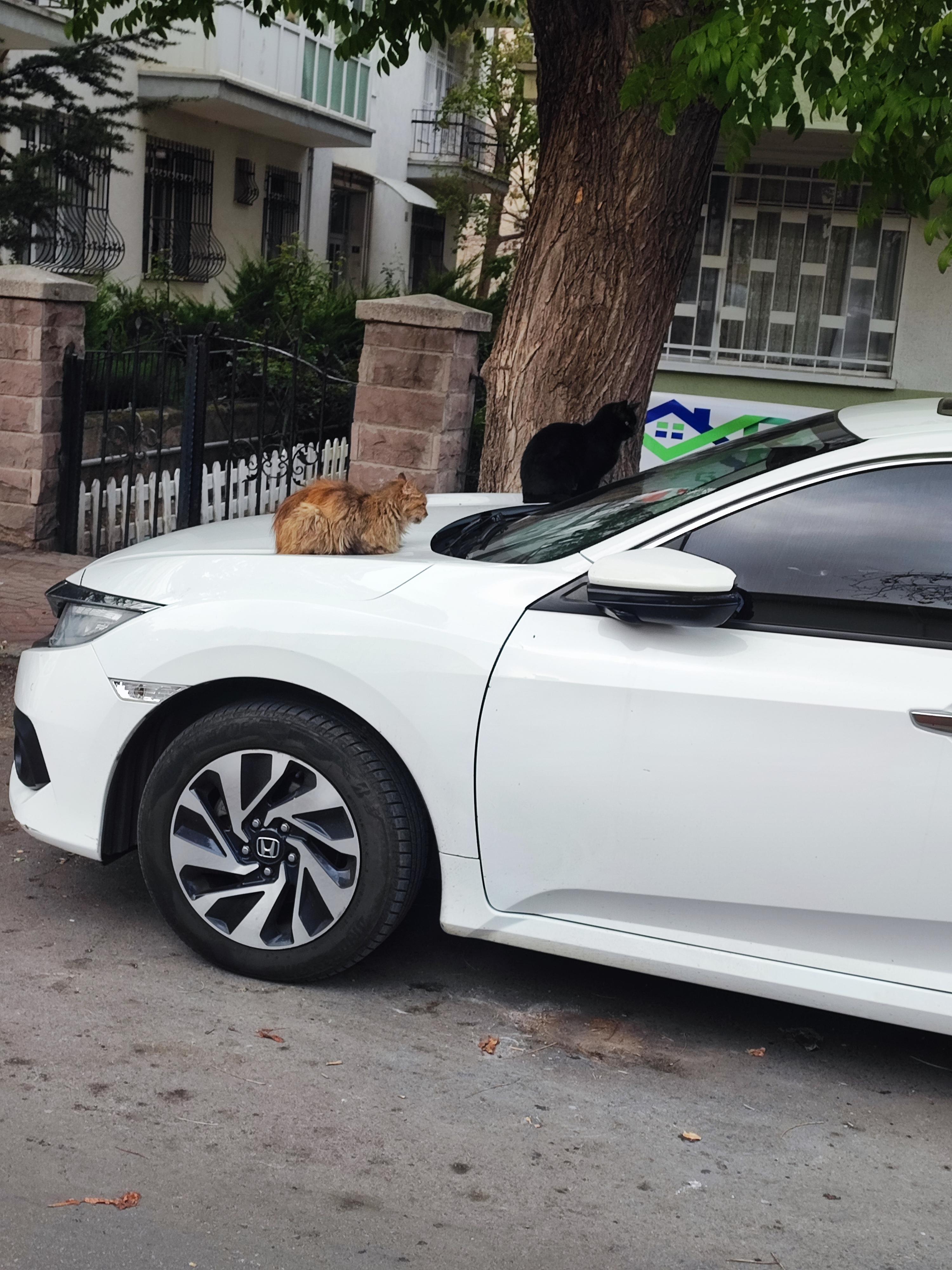 Cat and it's shadow! | Scrolller