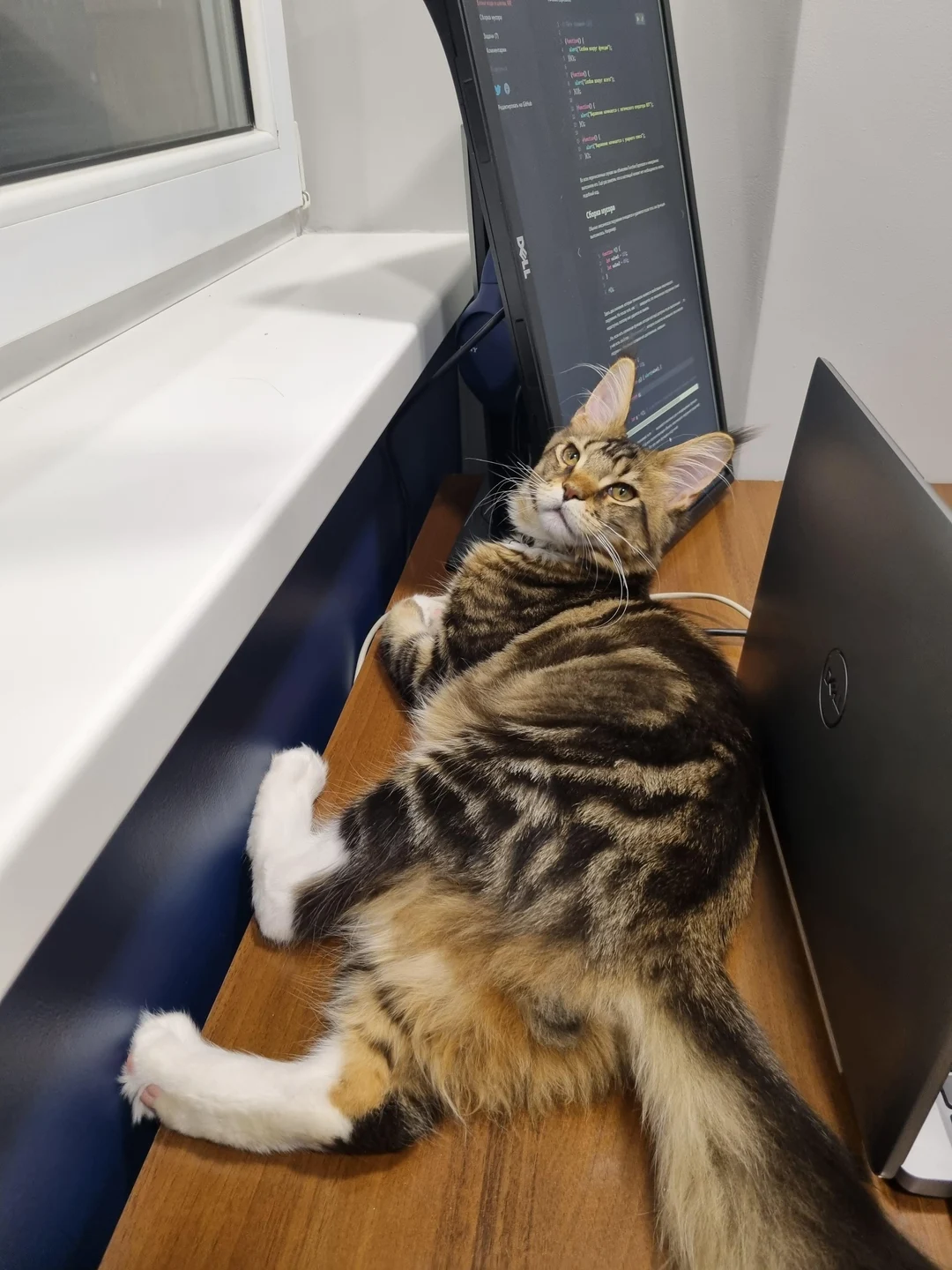 Discover more like Mainecoons: Let's work together. and Related Content | Scrolller