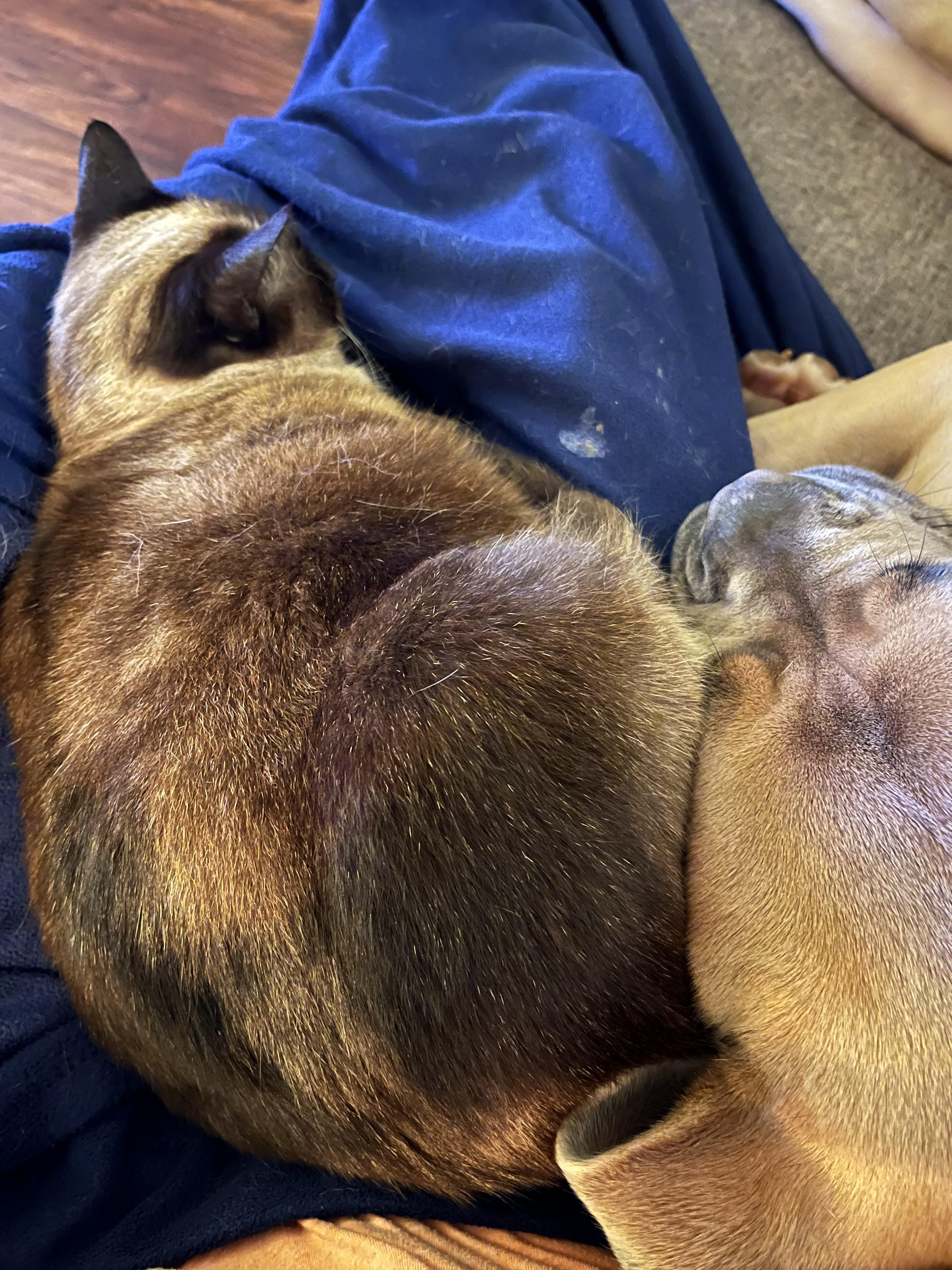 Snuggly kitty, tolerating her canine sister | Scrolller