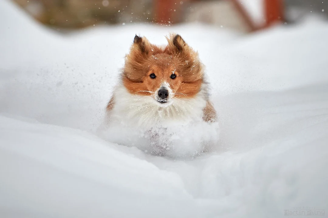 Lexie (8 months) enjoys her first snowfall | Scrolller