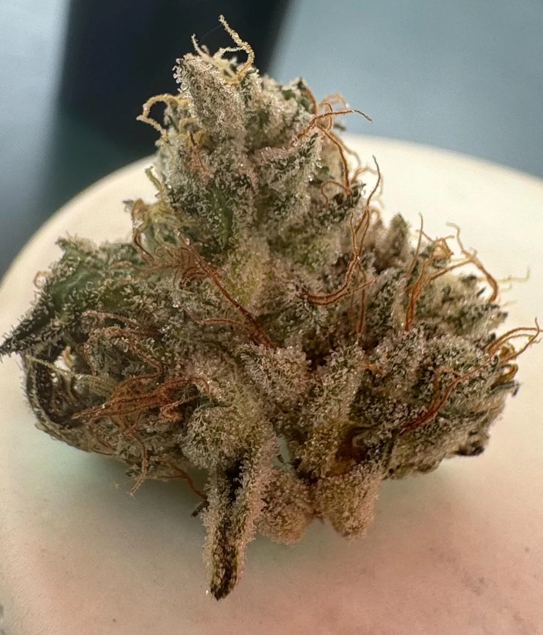 Garlic Glue 🧄🍃 GMO X GG#4 | Scrolller