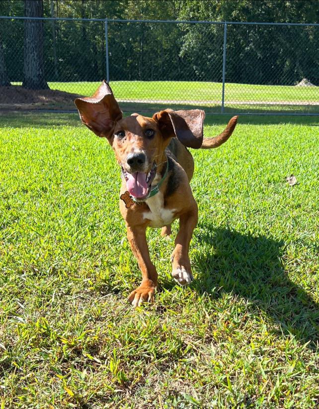 Murphy’s first day of daycare. | Scrolller