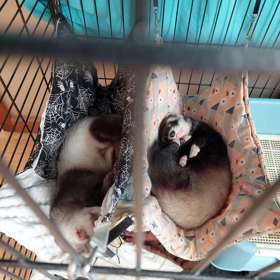 Discover more like Ferrets: Practice makes perfect! and Related Content | Scrolller