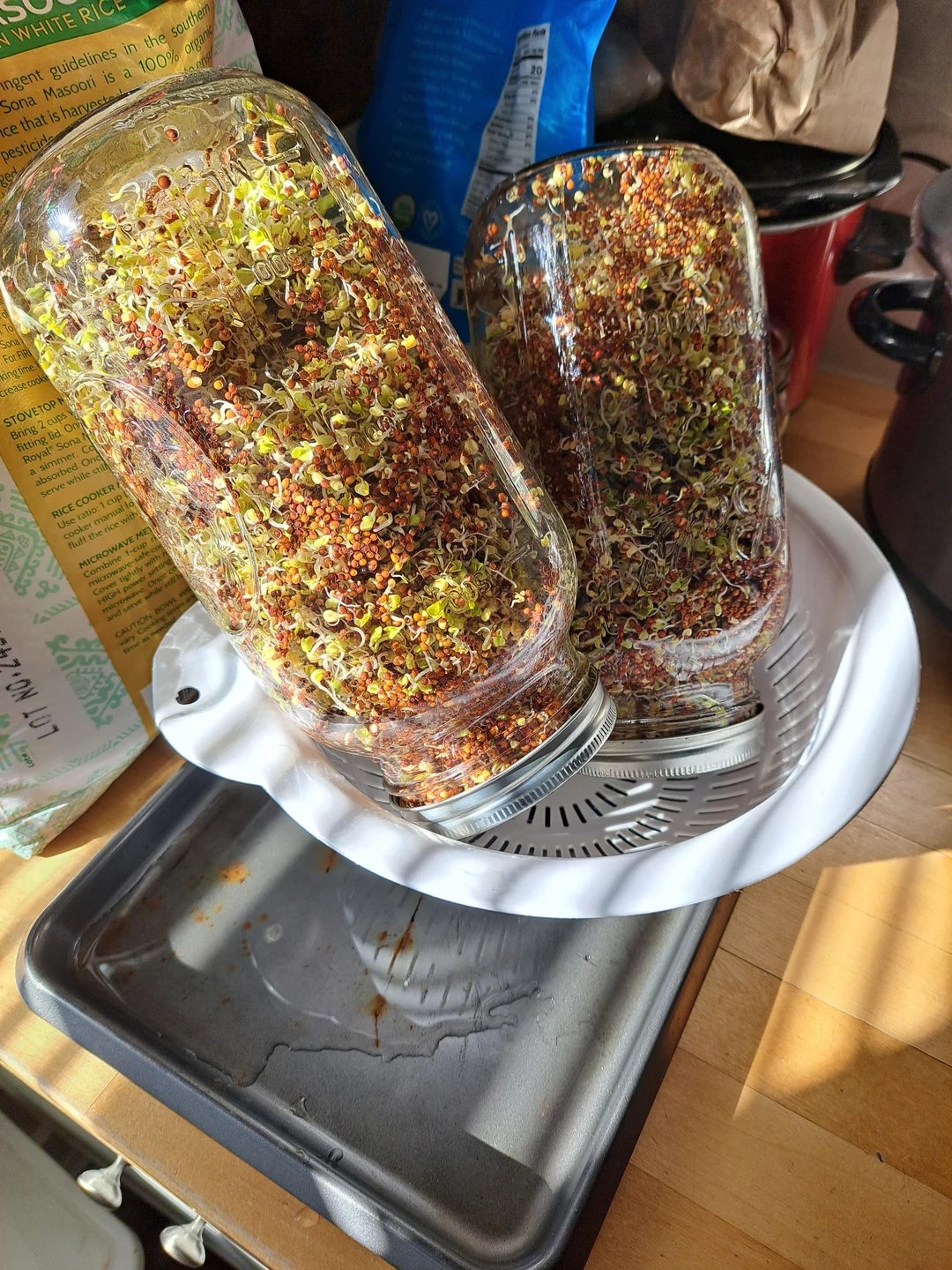 Broccoli Sprouts r a great staple | Scrolller