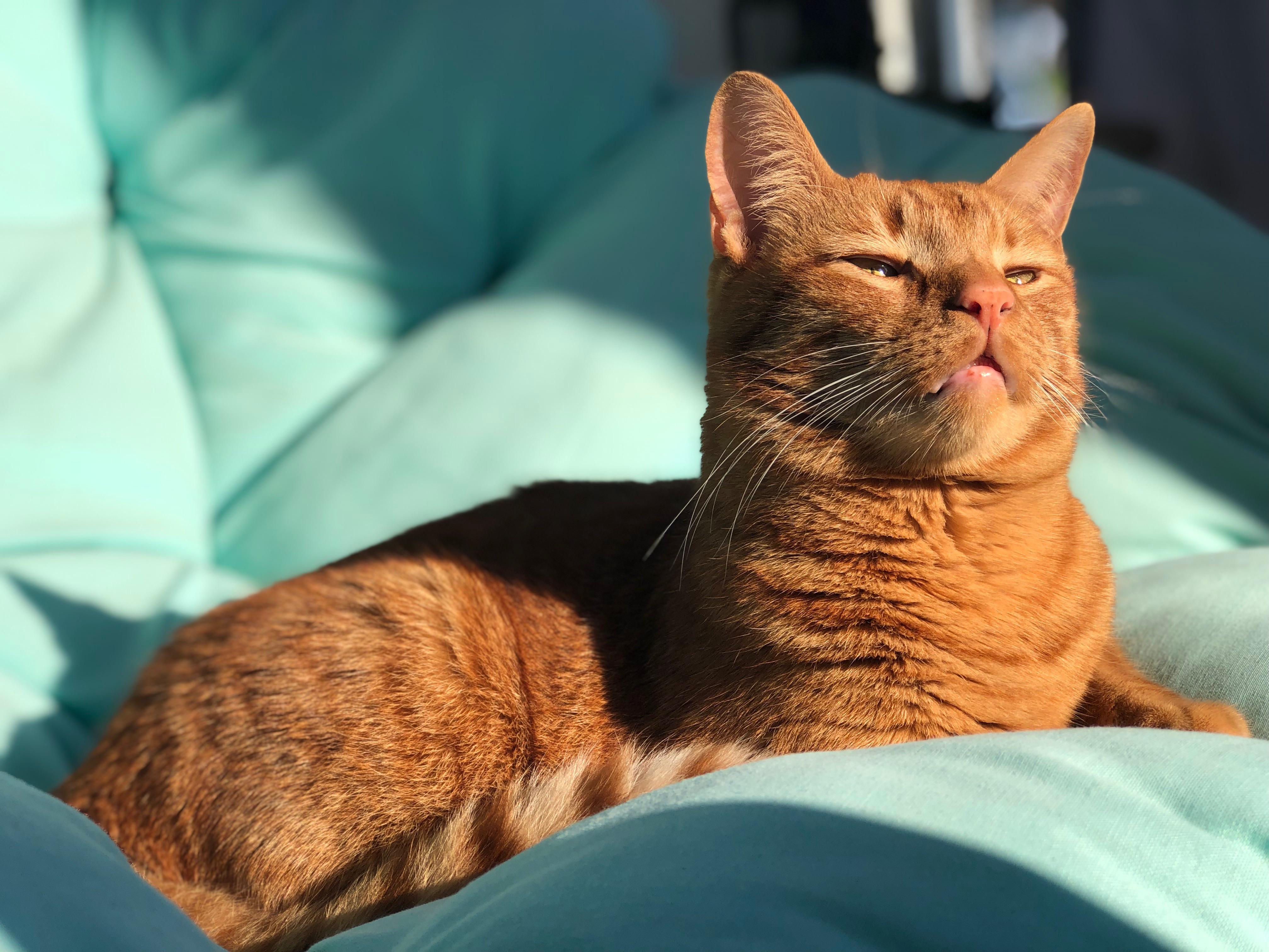 Your majesty! | Scrolller