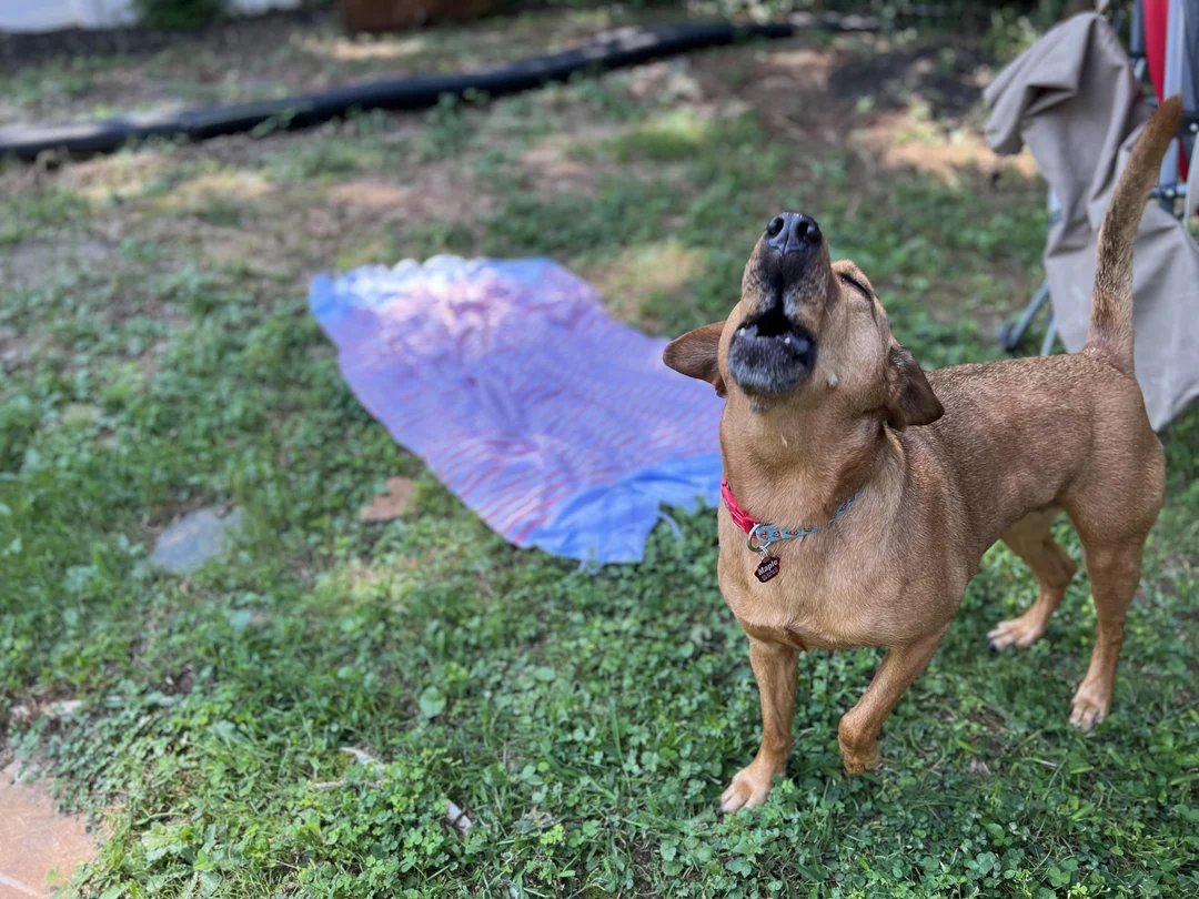 The derp face of a deep, satisfying "roo!" | Scrolller