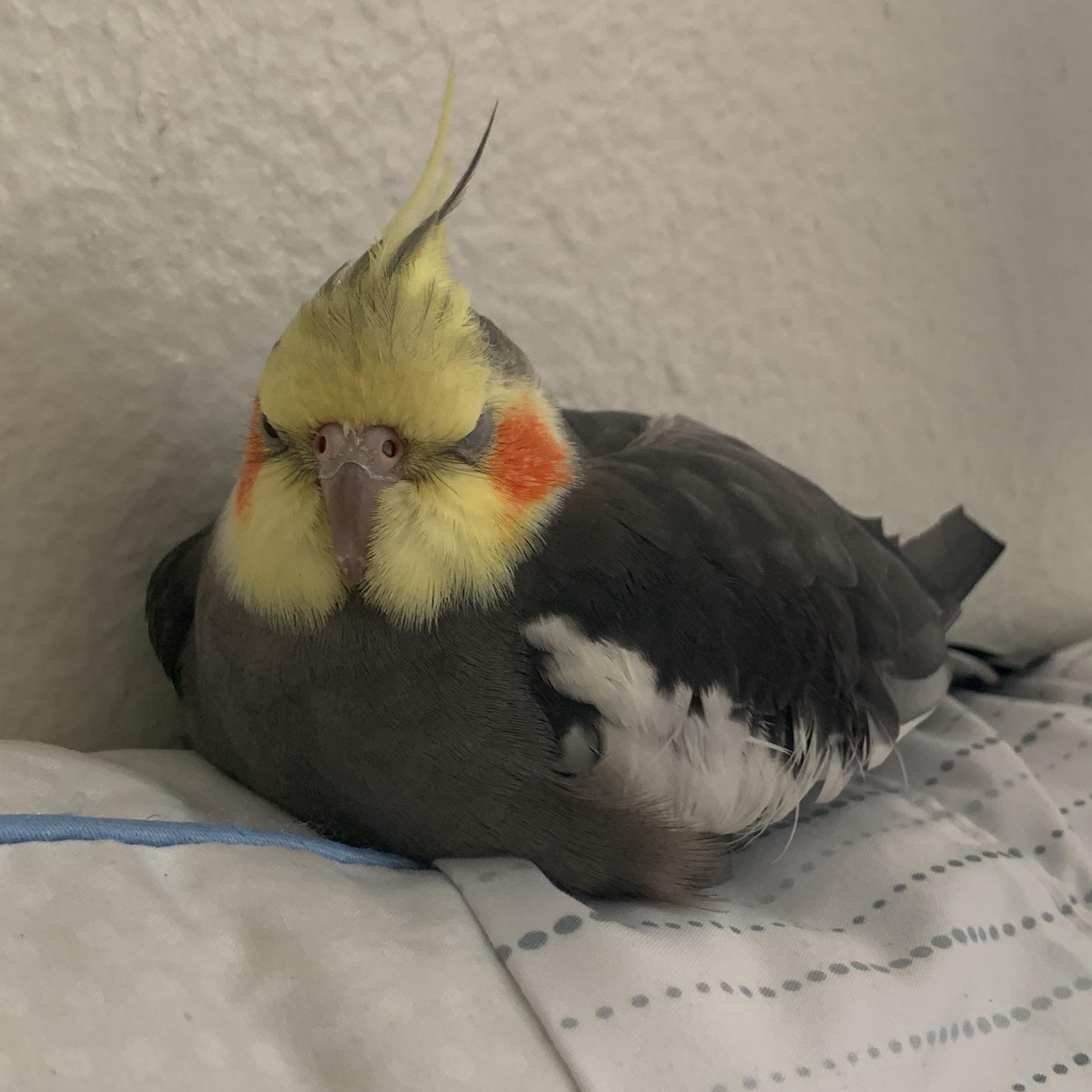 BURD LOAF!!! | Scrolller