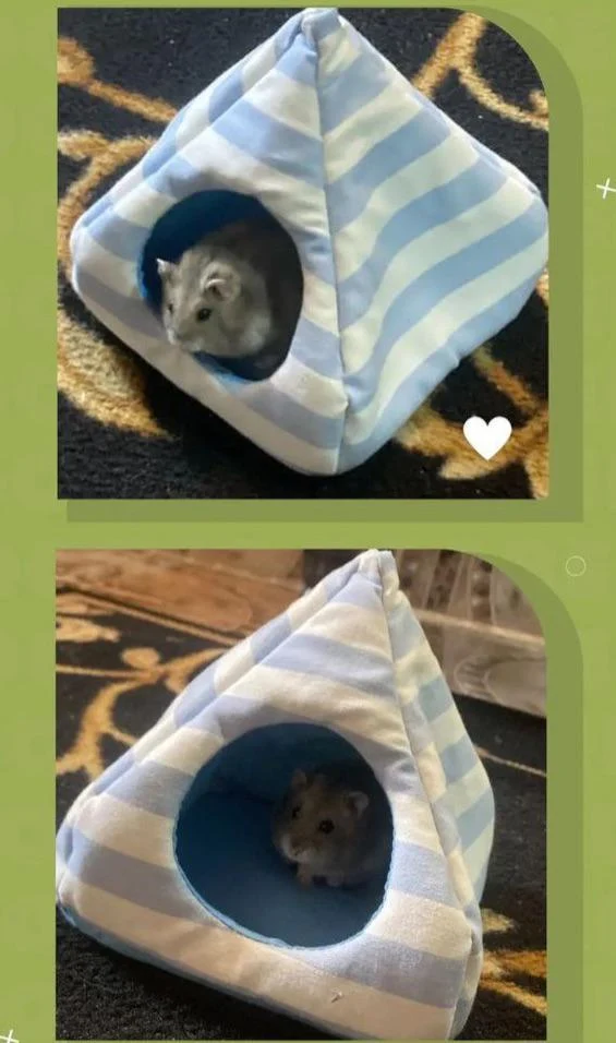 What do you think of my hamster little igloo? | Scrolller