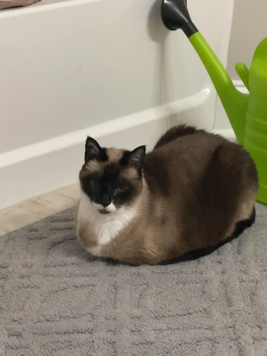 Monte loafing around | Scrolller