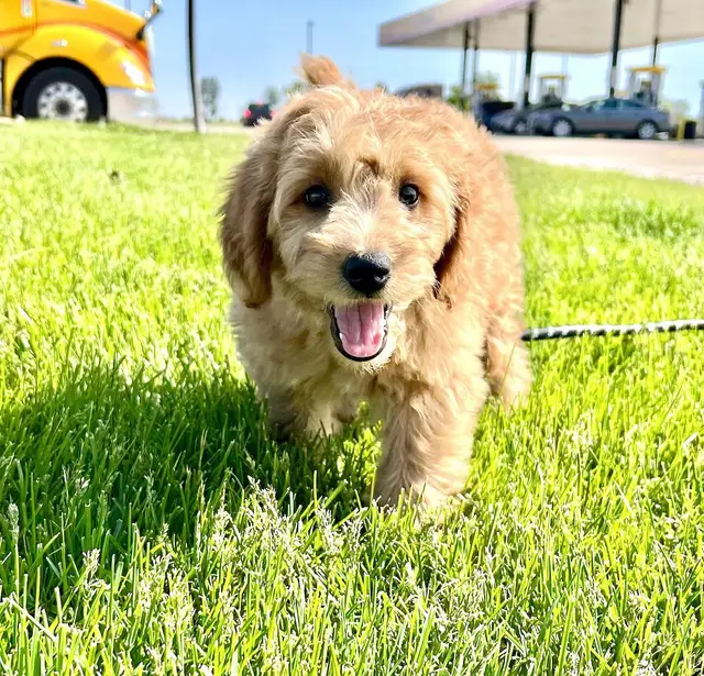 Smiling on his long way home from the breeder! | Scrolller