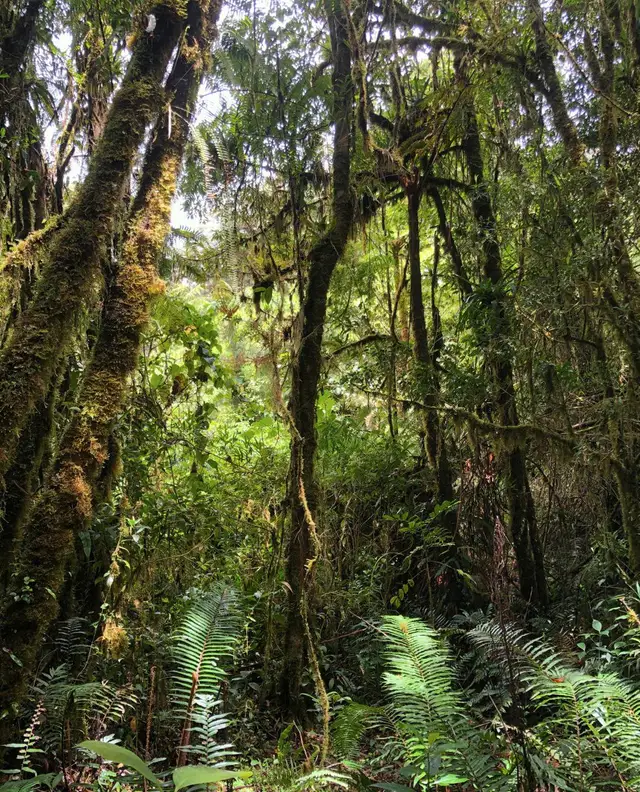 Cloud forest canopy in the Cerro de la Muerte, Costa Rica [1034 × 1280][OC] | Scrolller