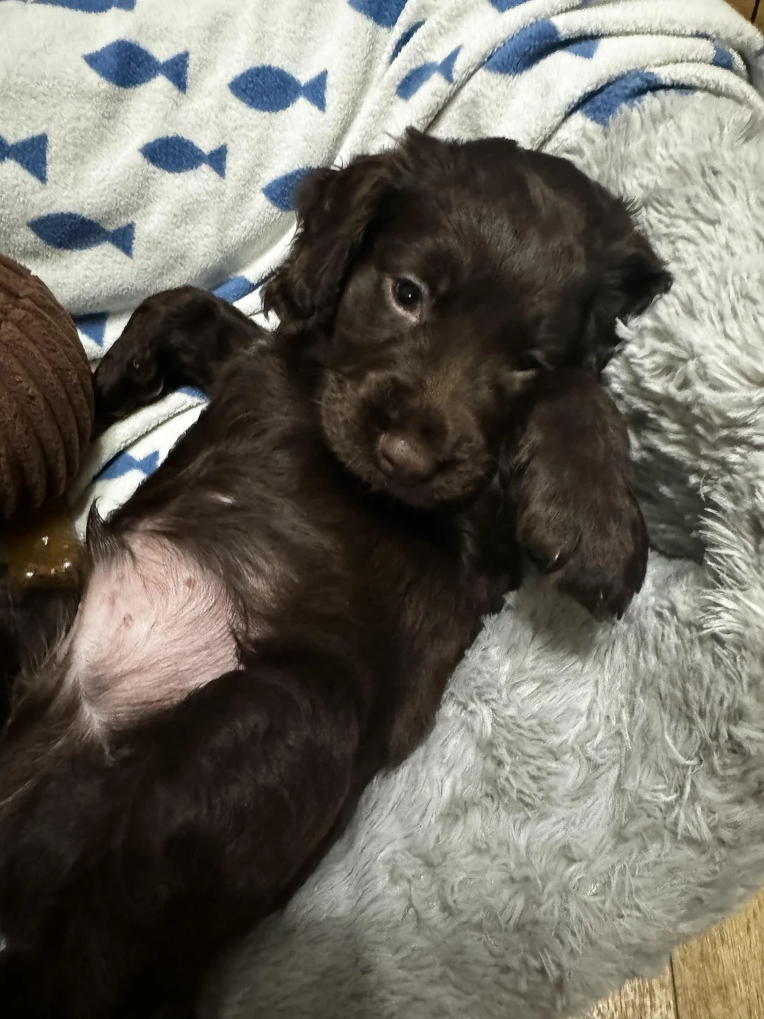 This is Cooper. | Scrolller