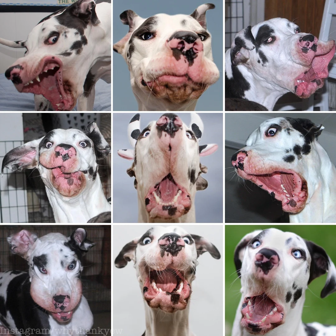 He sure is the Apollo of dogs | Scrolller