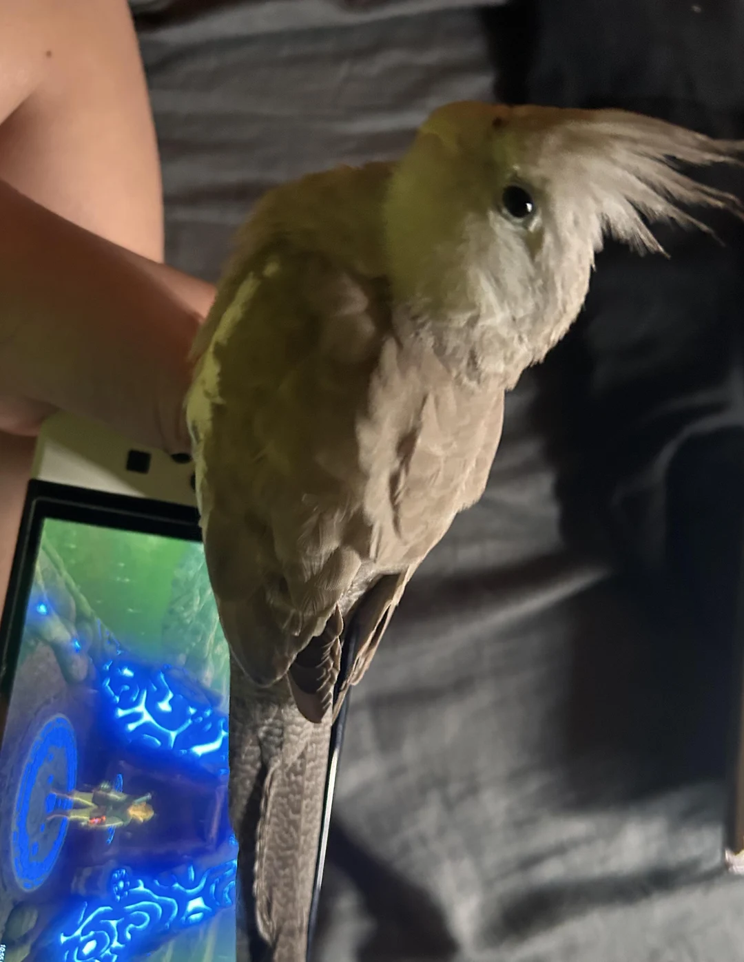 Gamer Chicken | Scrolller