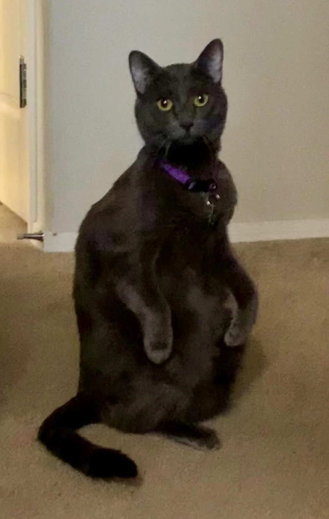 Cat likes to sit like our rabbits | Scrolller