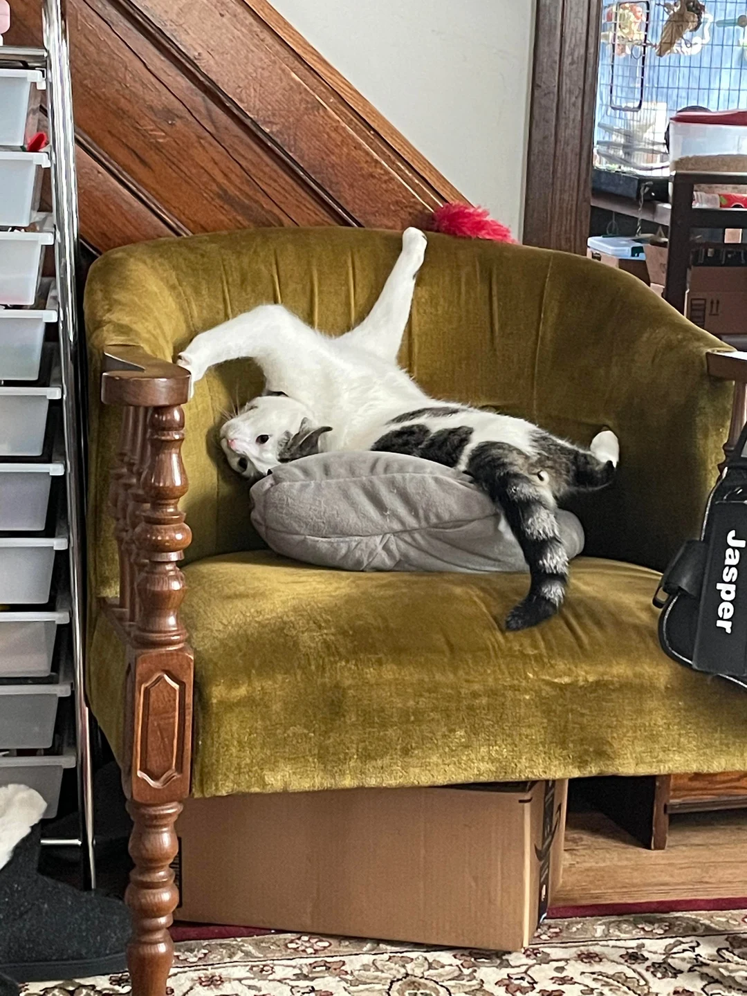 Vinnie the Graceful | Scrolller