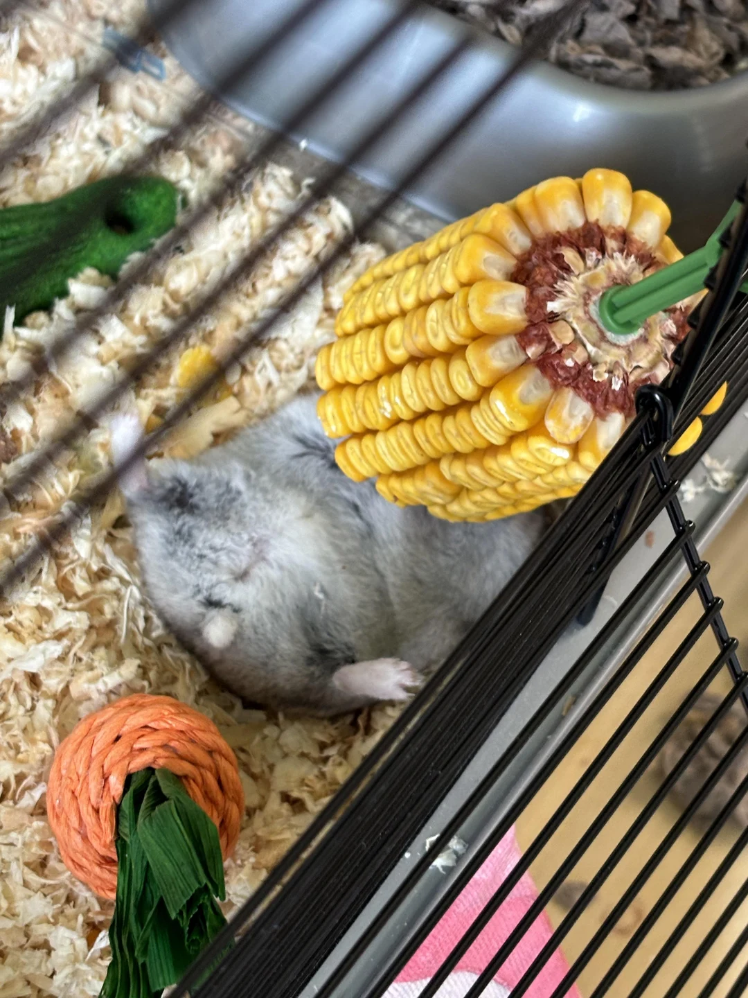 bogo LOVES his new corn cob chew.. | Scrolller