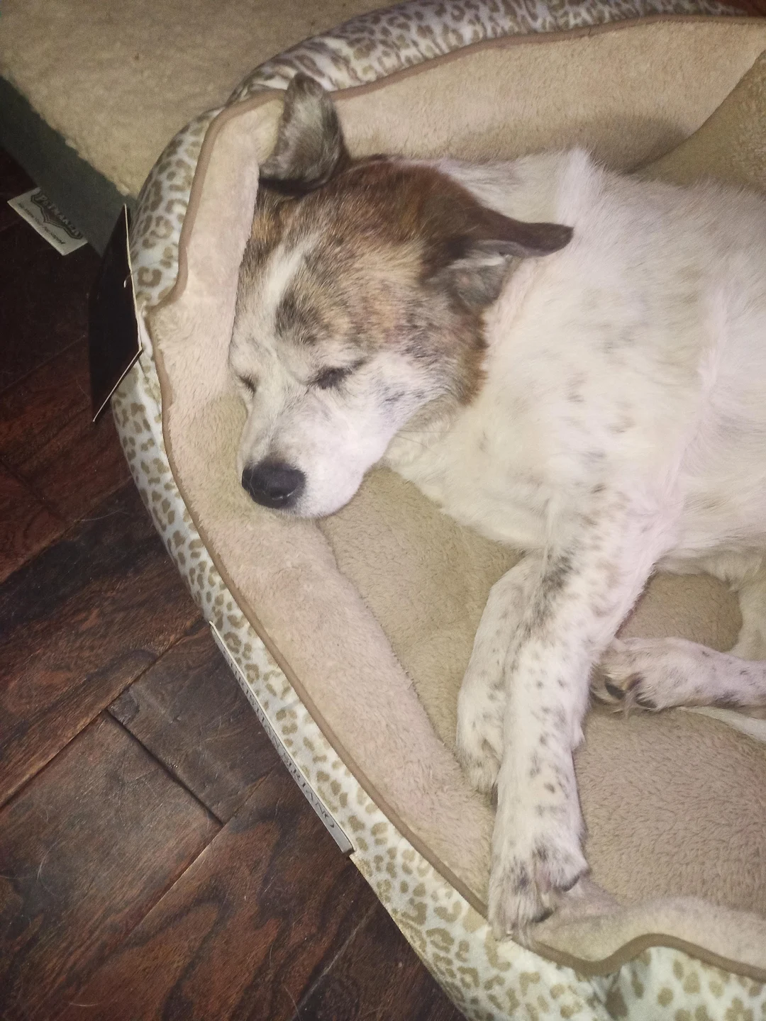 Today's this sweet, old blind girl's 14th birthday!🎂 I just love her so much 🥺 | Scrolller