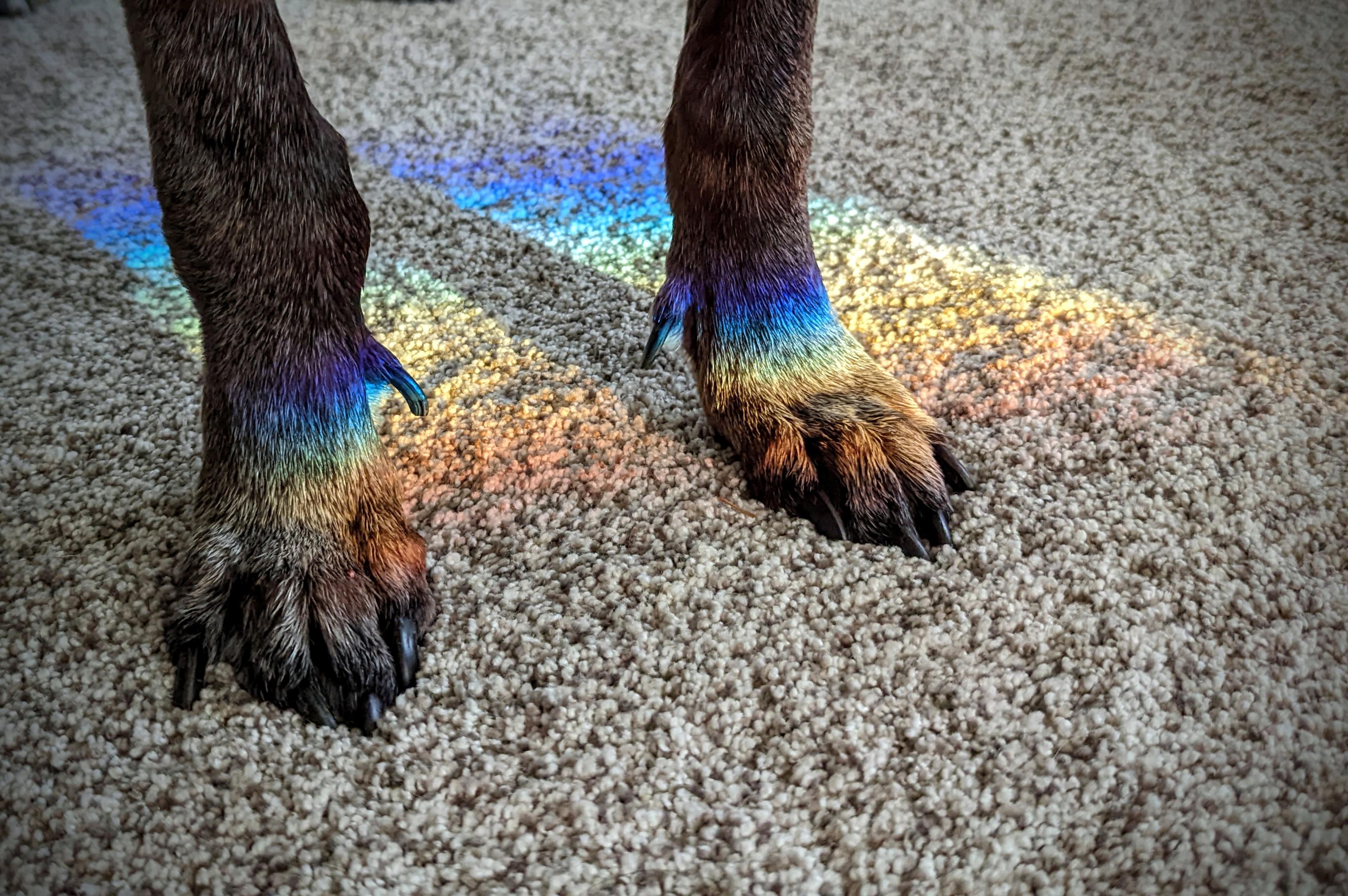 Pride Paws | Scrolller