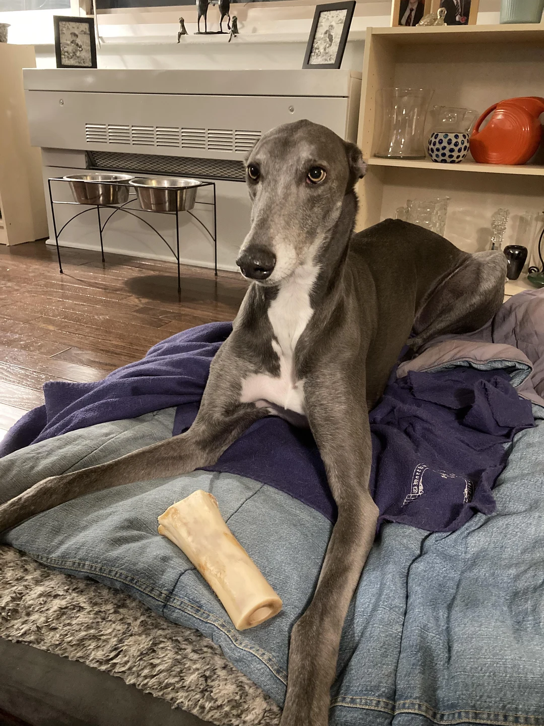 Here’s Joe!! | Scrolller