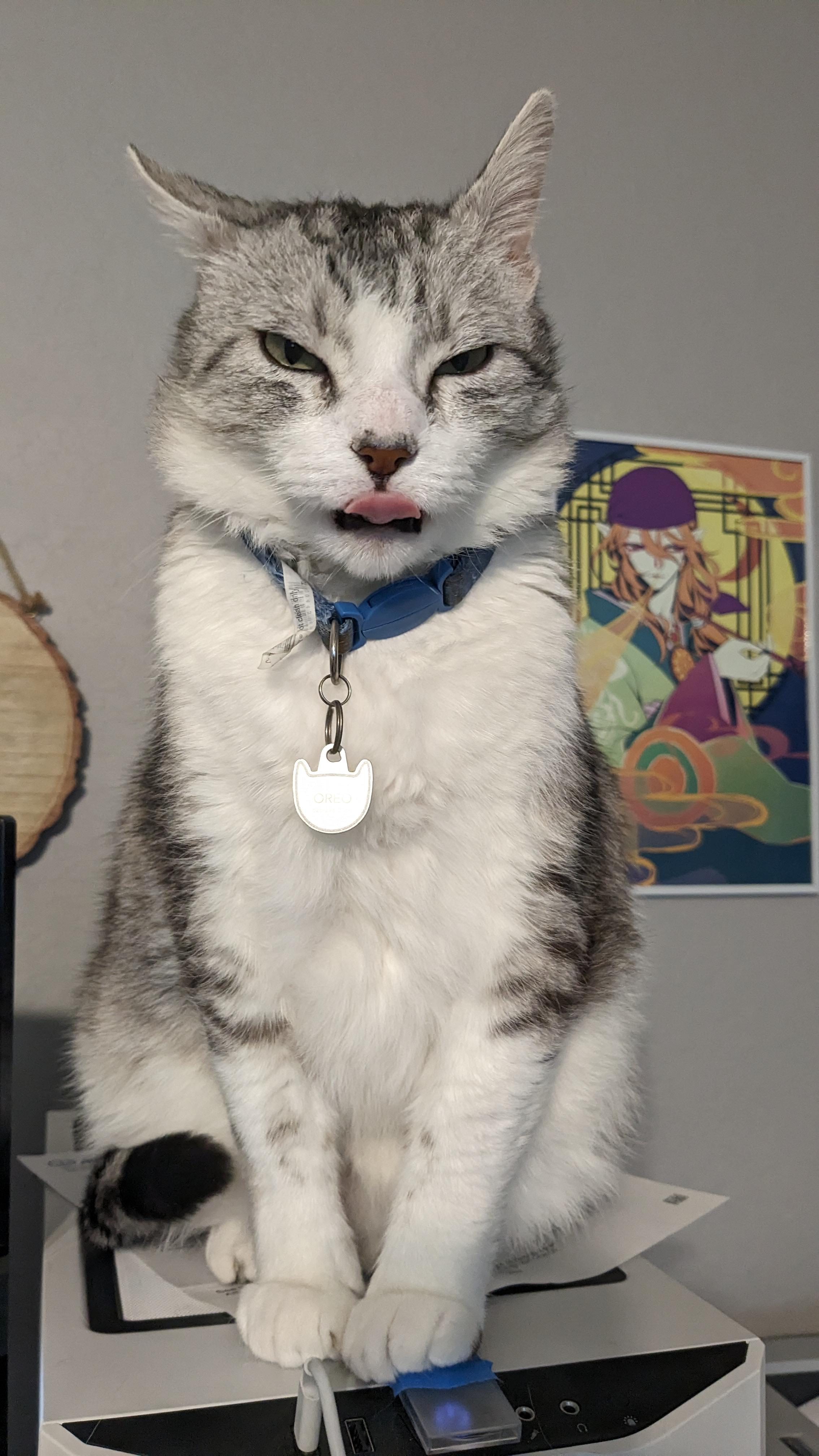 Oreo blep while trying to look majestic on my top vent PC | Scrolller