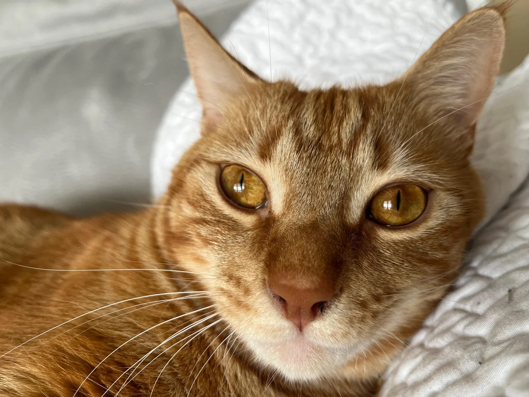 Sake’s eyes often looked in different directions | Scrolller