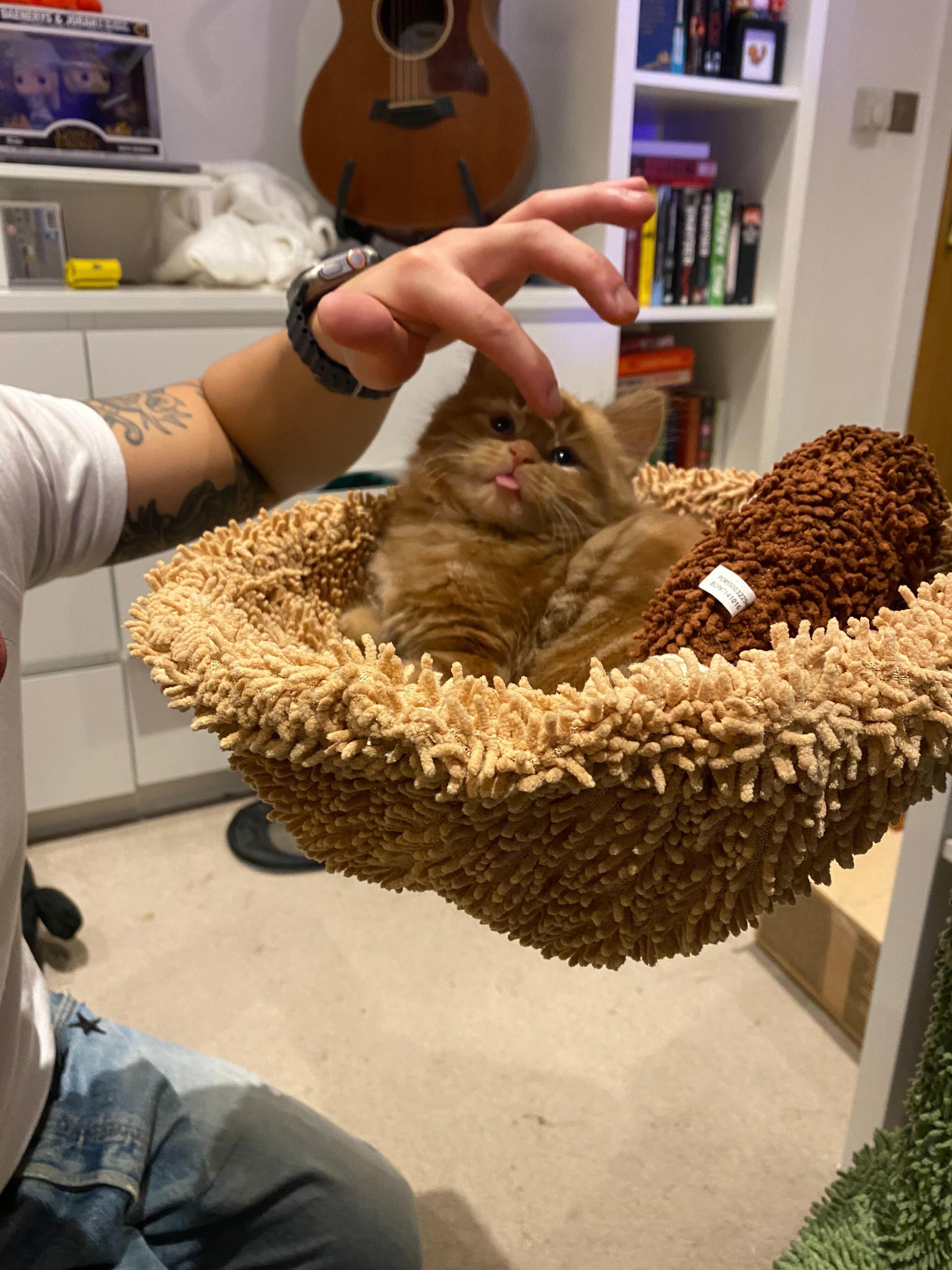 Meet Nagato and his blep! | Scrolller