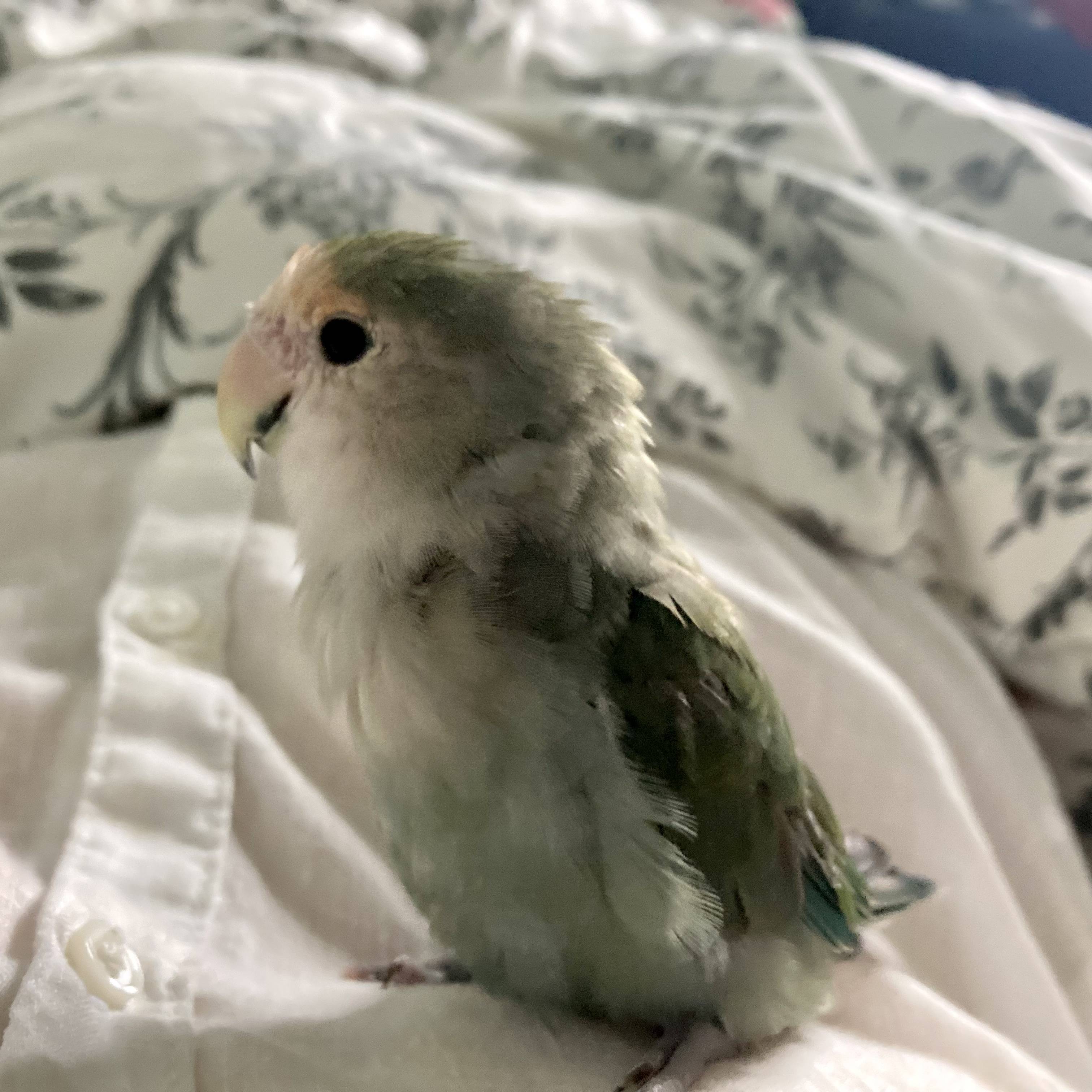 My beautiful rescue girl before and after 💖 | Scrolller