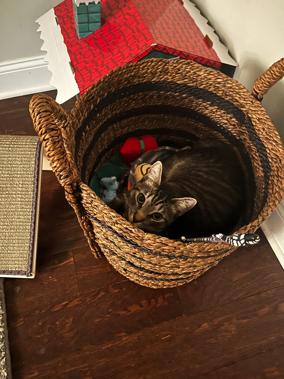 I thought I heard something in the basket. | Scrolller