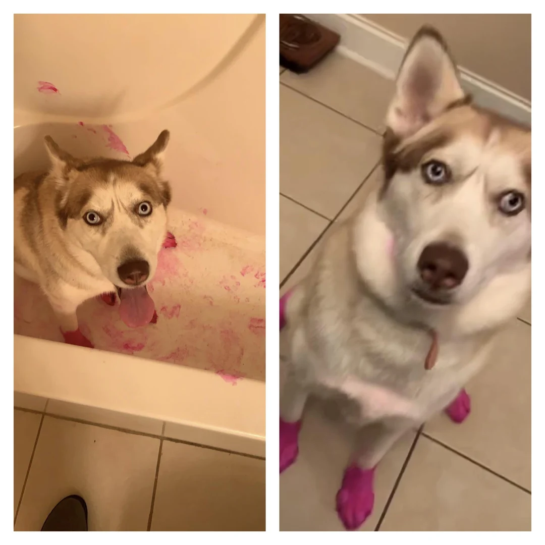 Siberian Huskey with Pink Boots | Scrolller