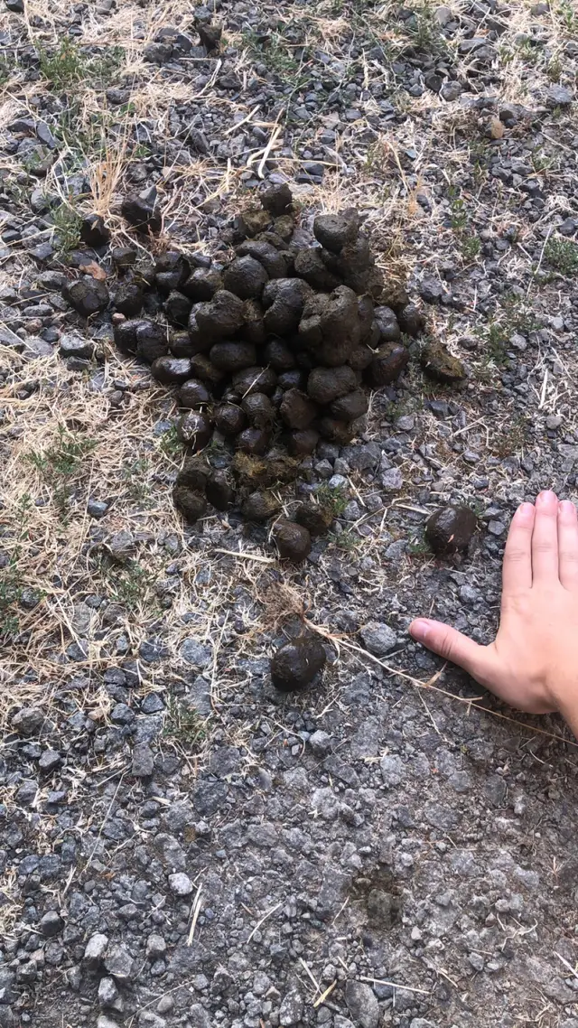 Help identifying | Scrolller