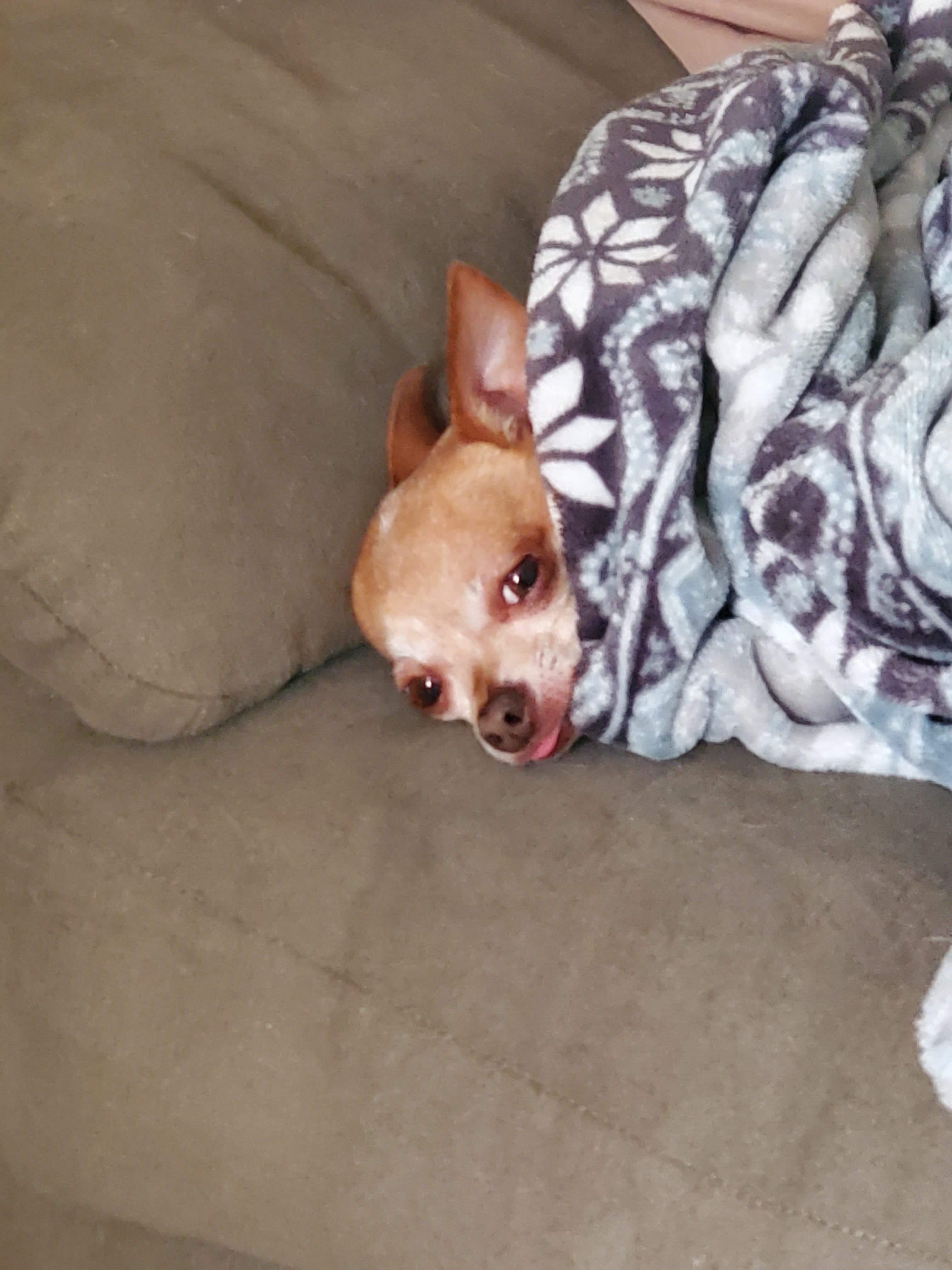 The air conditioner makes him all snuggly | Scrolller