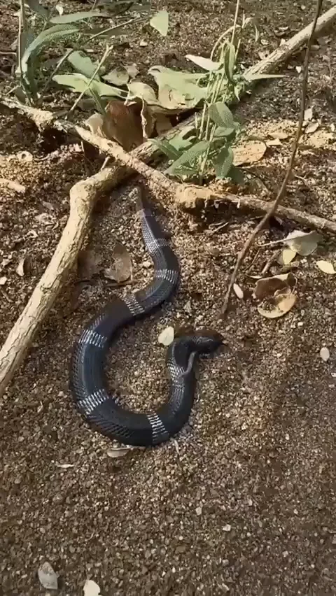 Discover more like Funny: Disco Danger Noodle and Related Content | Scrolller