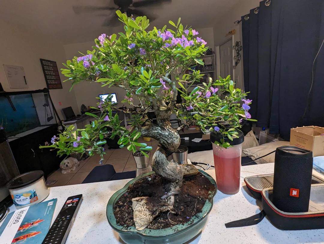 Vietnamese Blue Bell blooming | Scrolller