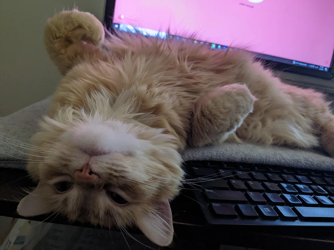 How am I supposed to work with this adorable dork around? | Scrolller