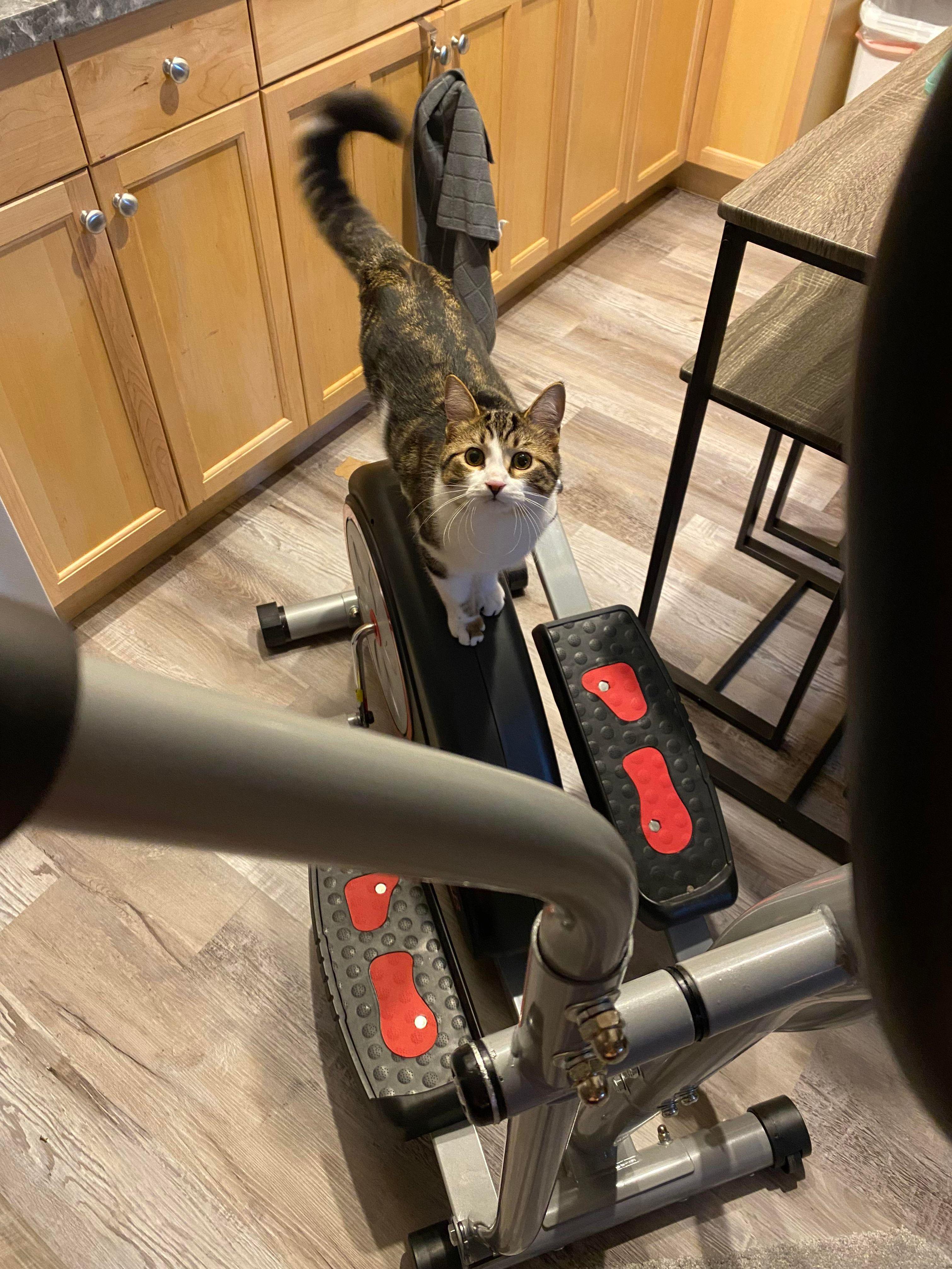 Got my self a personal trainer! | Scrolller