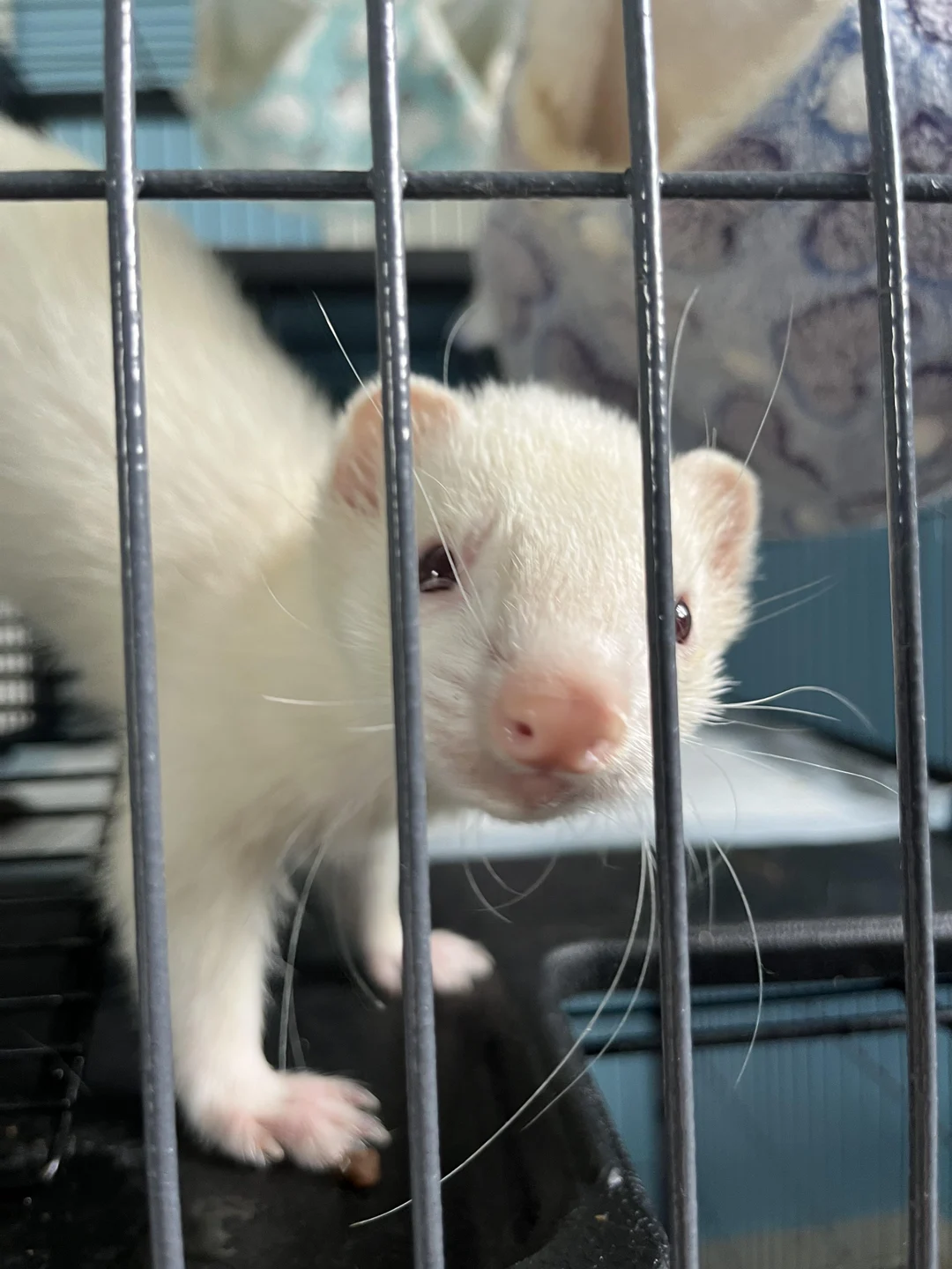 New ferrets | Scrolller