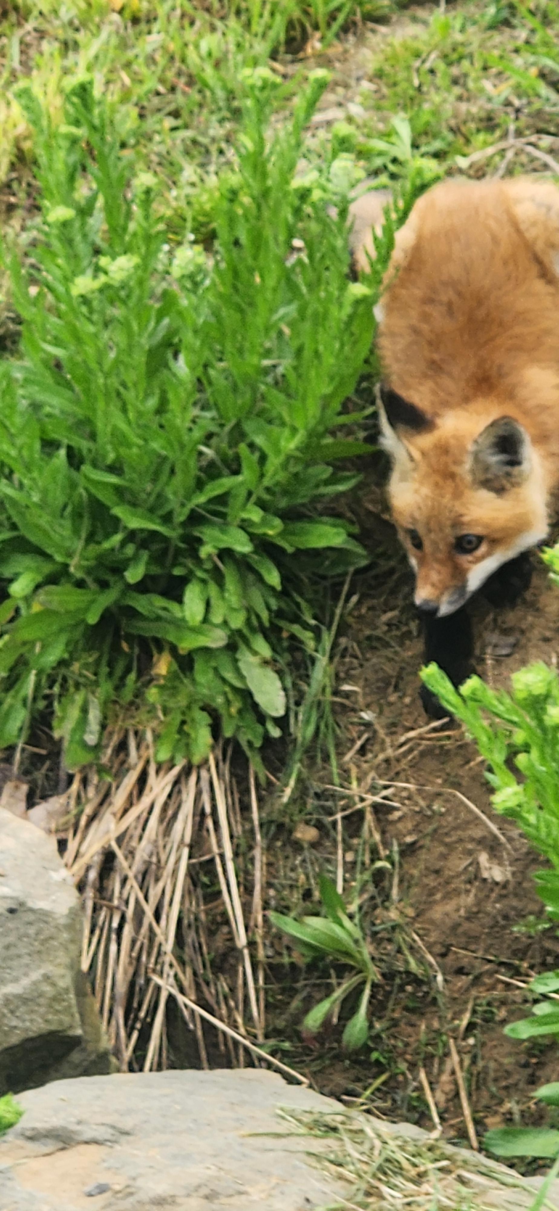 Baby foxes | Scrolller