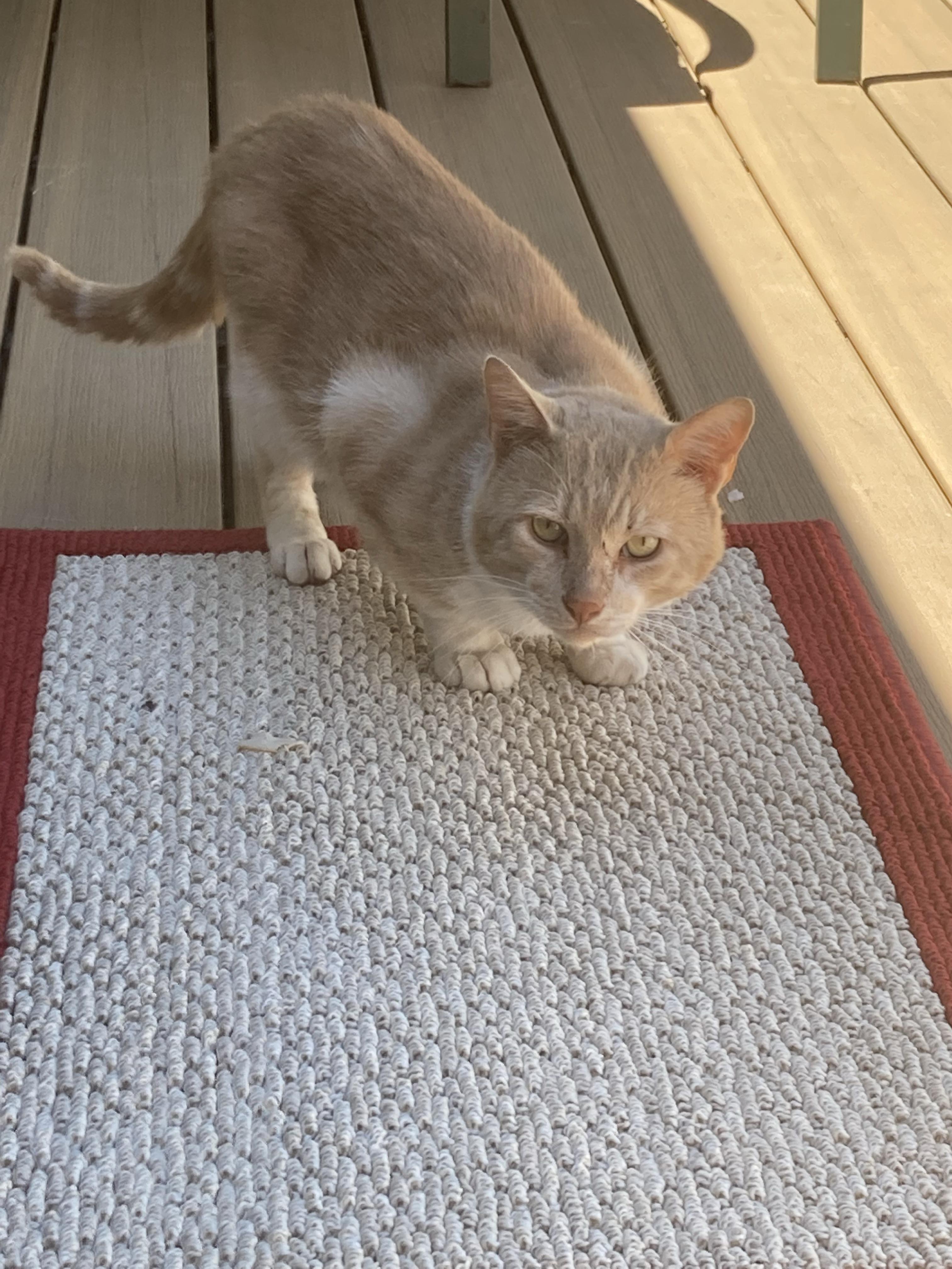 My feral tabby cat. | Scrolller