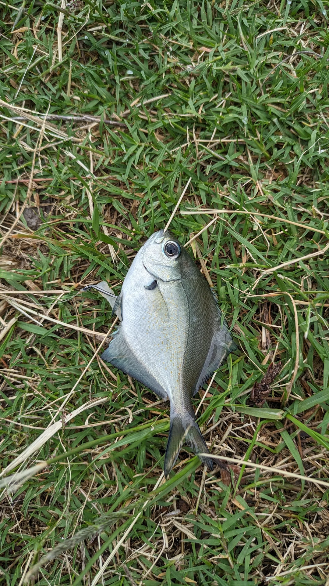 Fish ID? | Scrolller