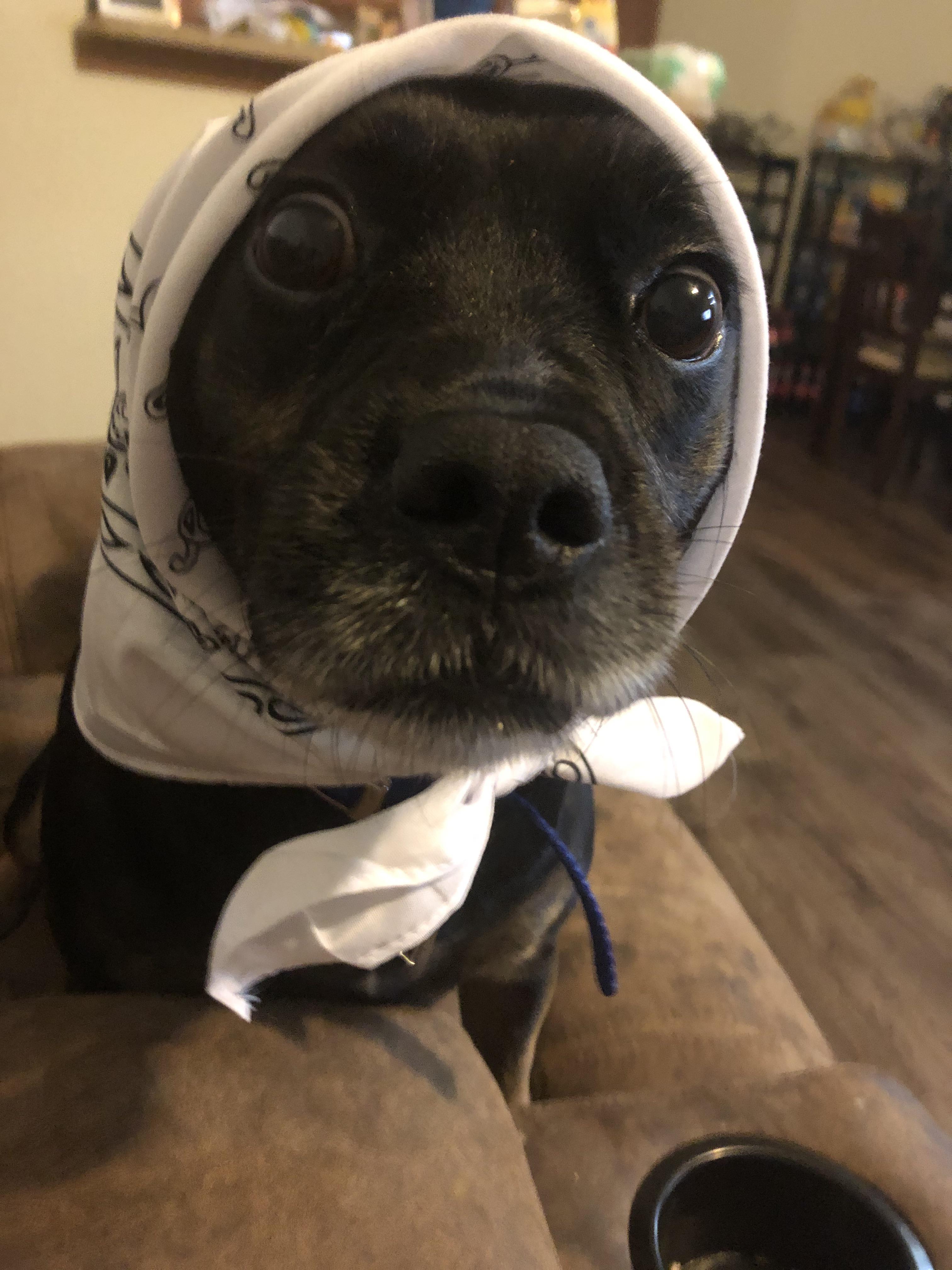 (OC) my derpy dog Kimi | Scrolller