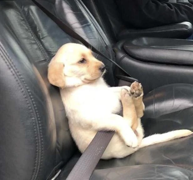 safety first | Scrolller