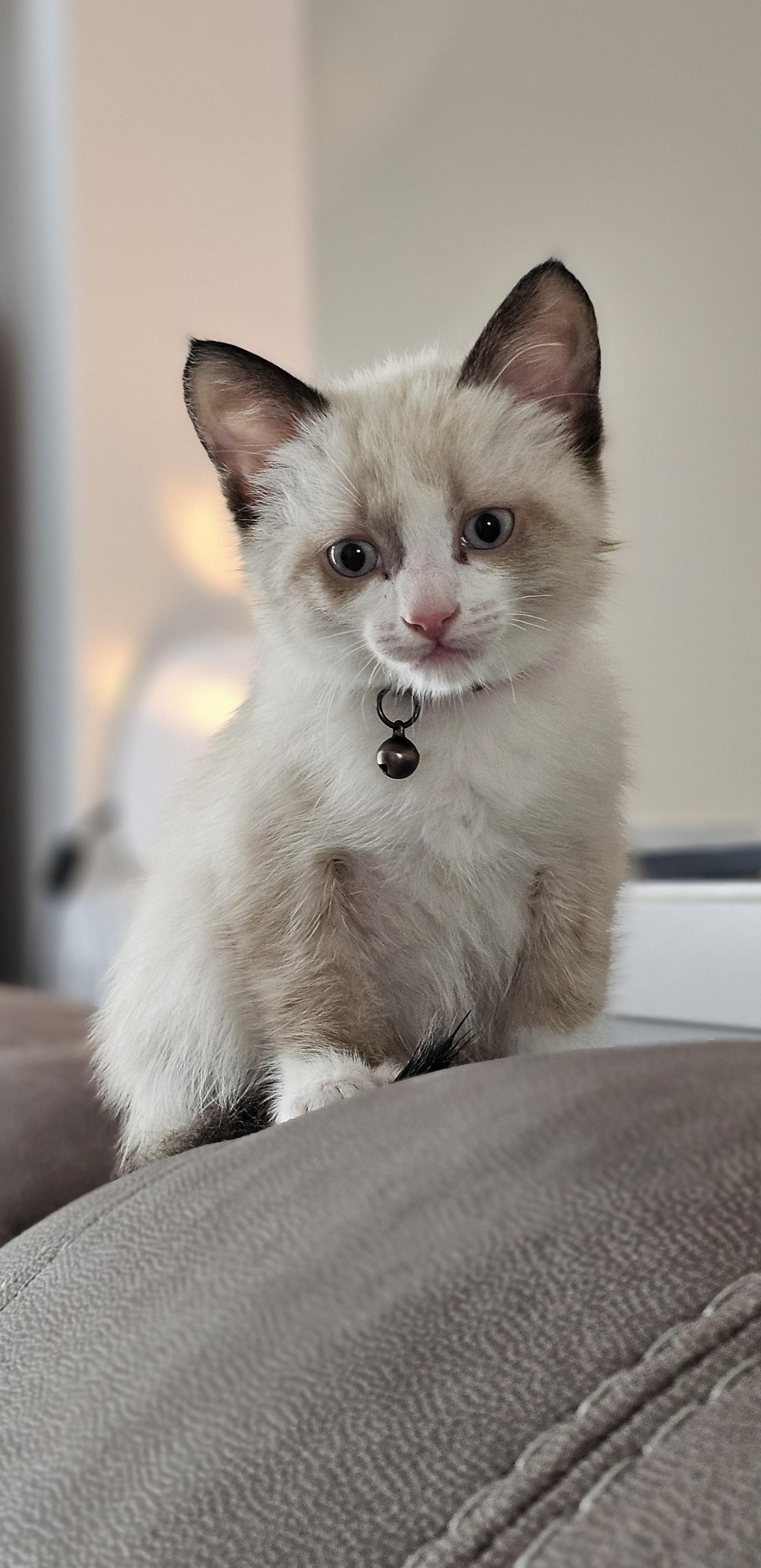 Meet Max | Scrolller