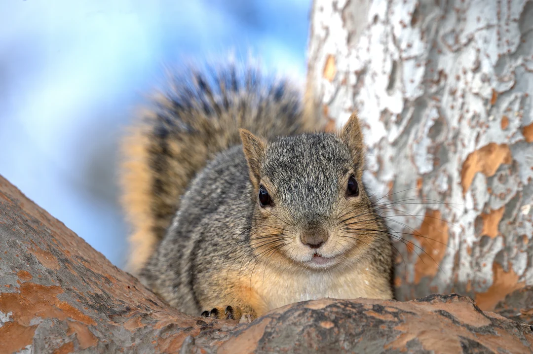 Sweet Mother Squirrel | Scrolller