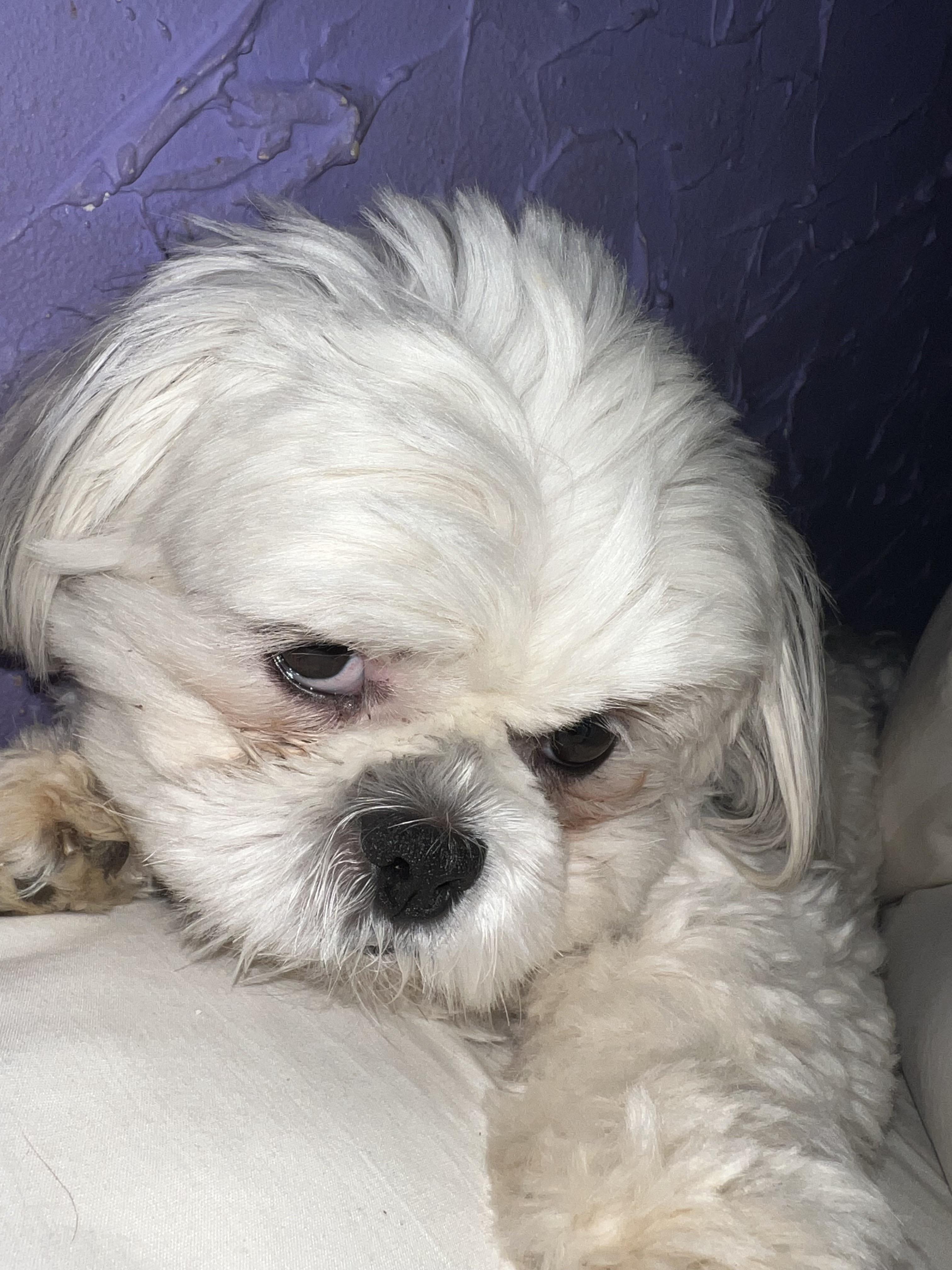 Grumpy dog | Scrolller