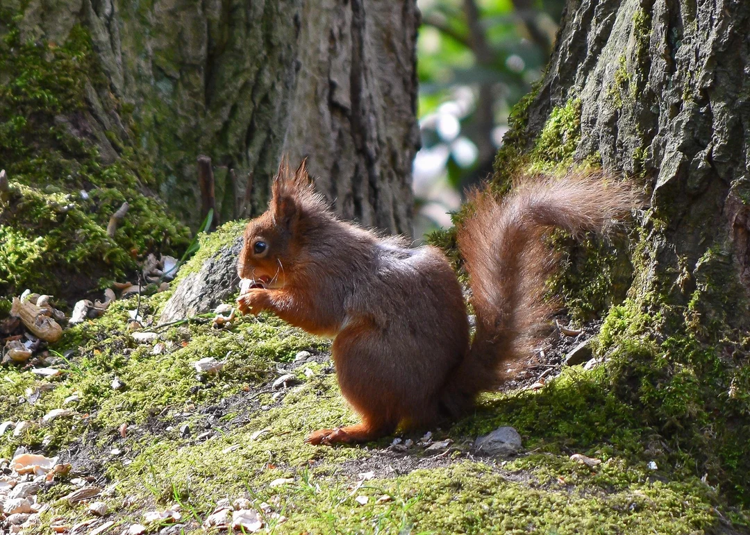 Red Squirrel | Scrolller