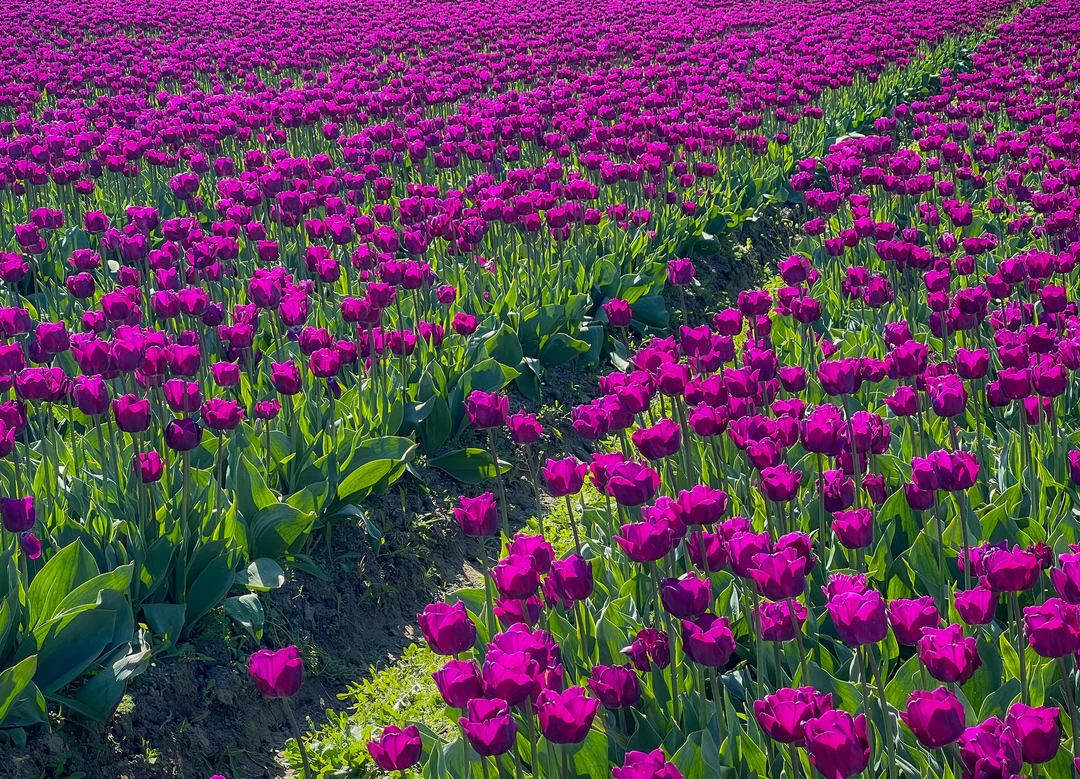 Skagit Valley tulip festival, Washington [OC] 3000x2500 | Scrolller