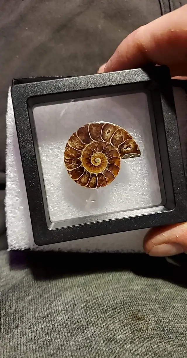 Polished Ammonite | Scrolller