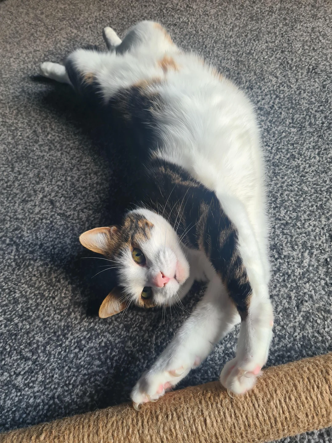 Cat-robatics from Cookie. | Scrolller