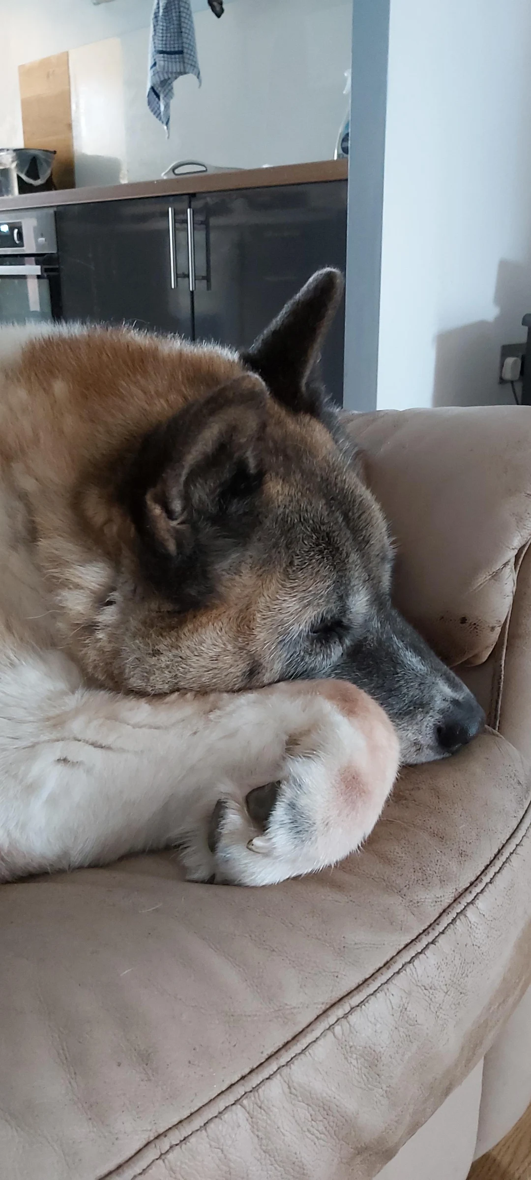 Sleepy doggo Lexi | Scrolller